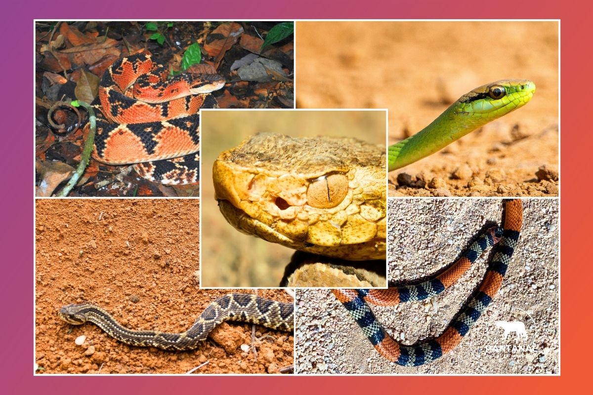 Beleza traiçoeira: as 5 cobras mais venenosas de Mato Grosso | Click ...