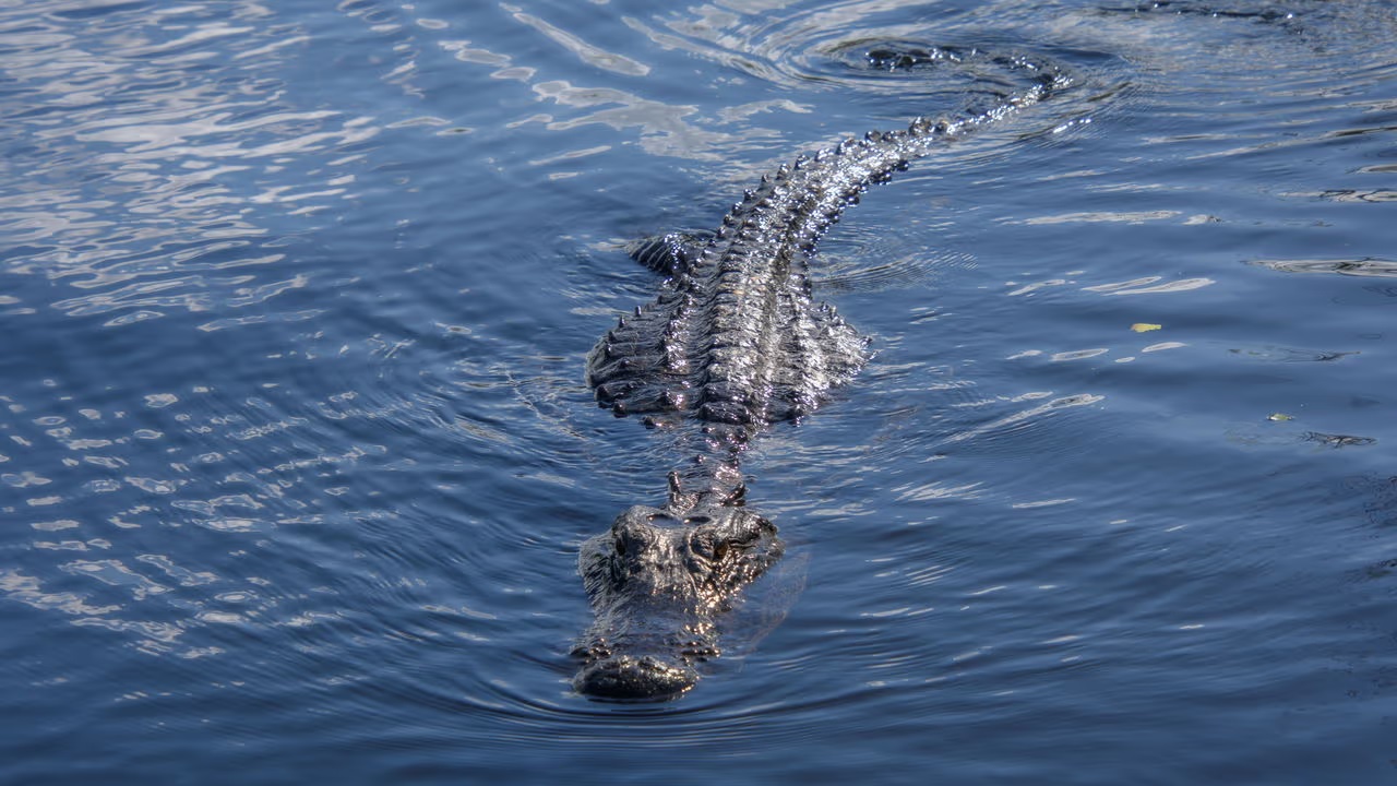 Jacaré e crocodilo, qual é a diferença? | Click Nova Olímpia
