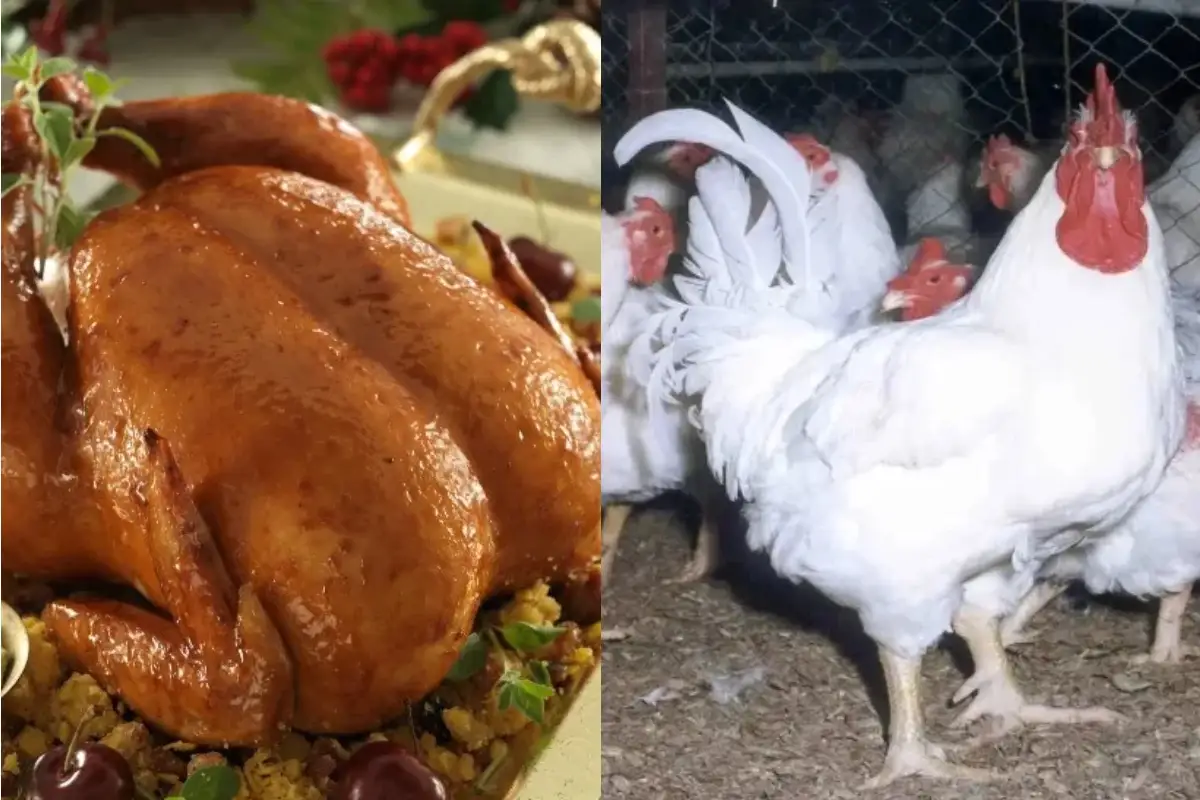 Peru, Chester ou Fiesta? Saiba a diferença e qual ave escolher para a ...